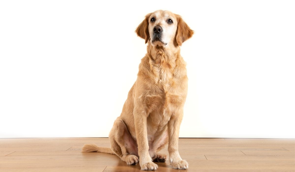 Koeratõud - Top 20 kõige populaarsemat koera! - infoViking