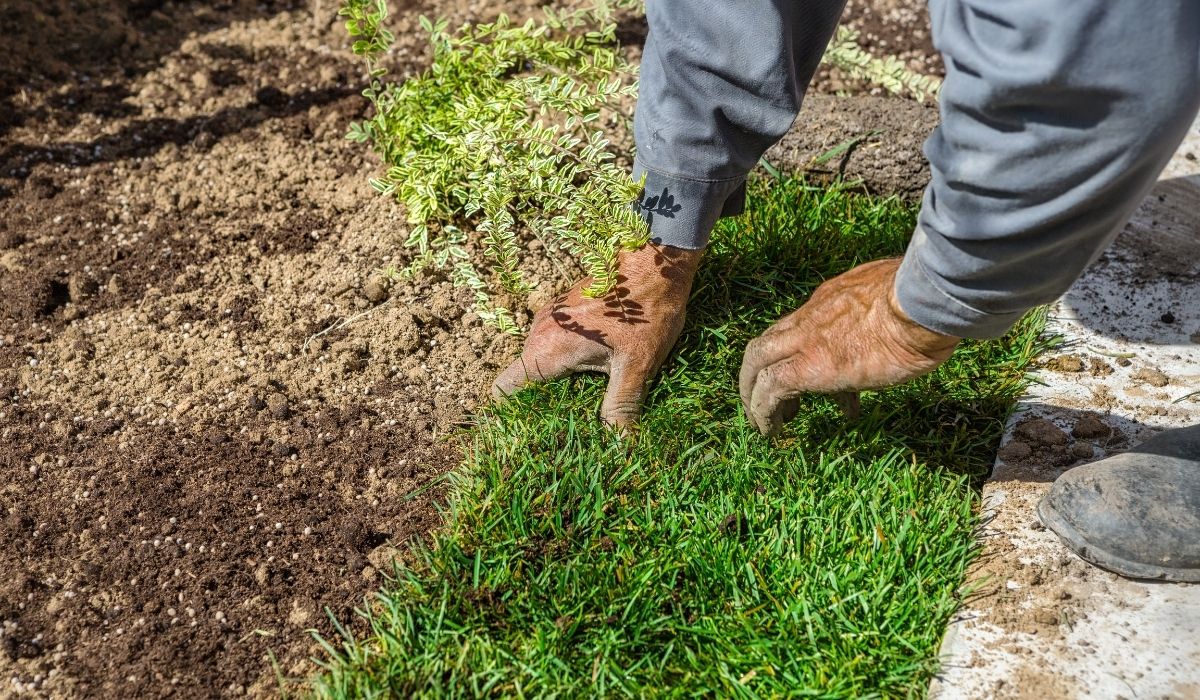 Muru külvamine - infoViking