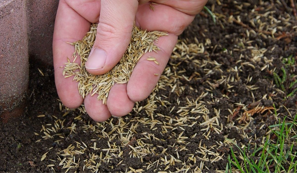 Muru külvamine - infoViking