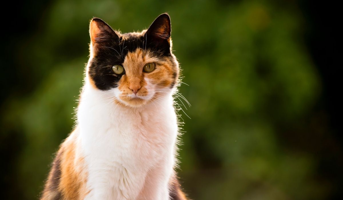 Kassitõud - 20 kõige levinumat kodulooma sinu majapidamisse