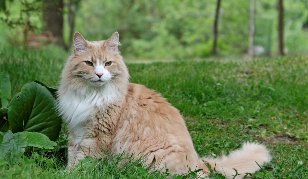 Kassitõud - 20 kõige levinumat kodulooma sinu majapidamisse