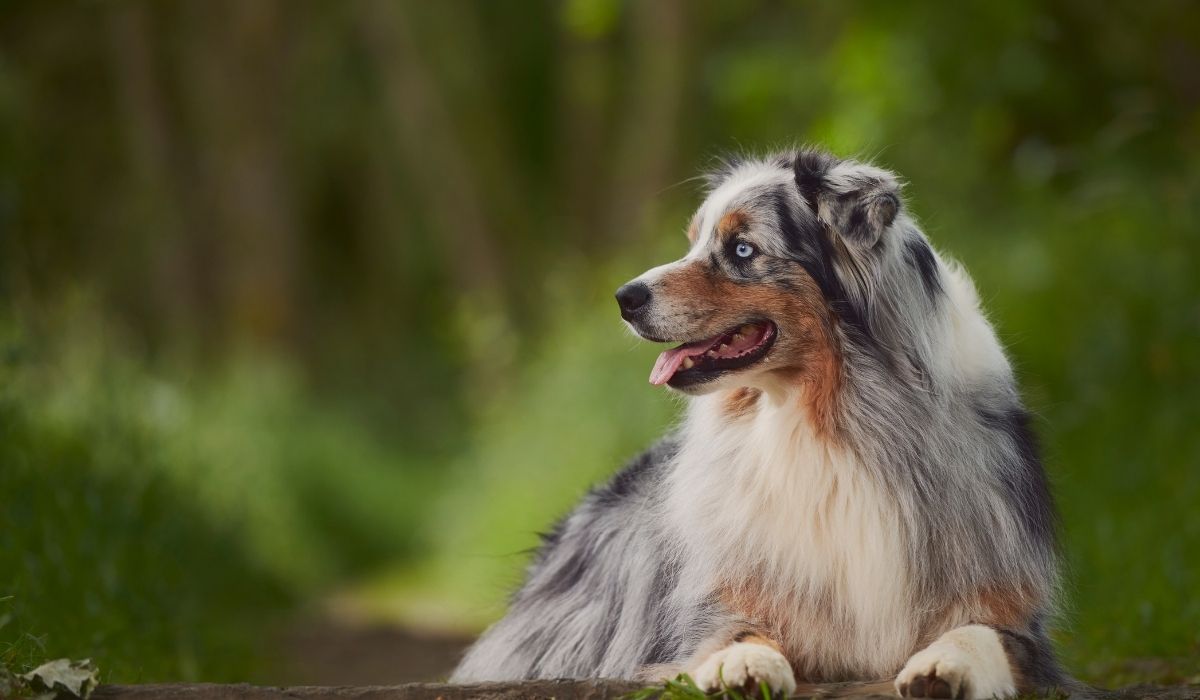 Austraalia lambakoer - ustav kaaslane sinu igapäevaelus