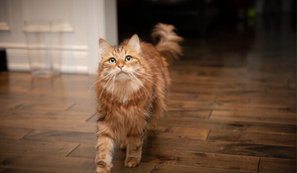 Kassitõud - 20 kõige levinumat kodulooma sinu majapidamisse