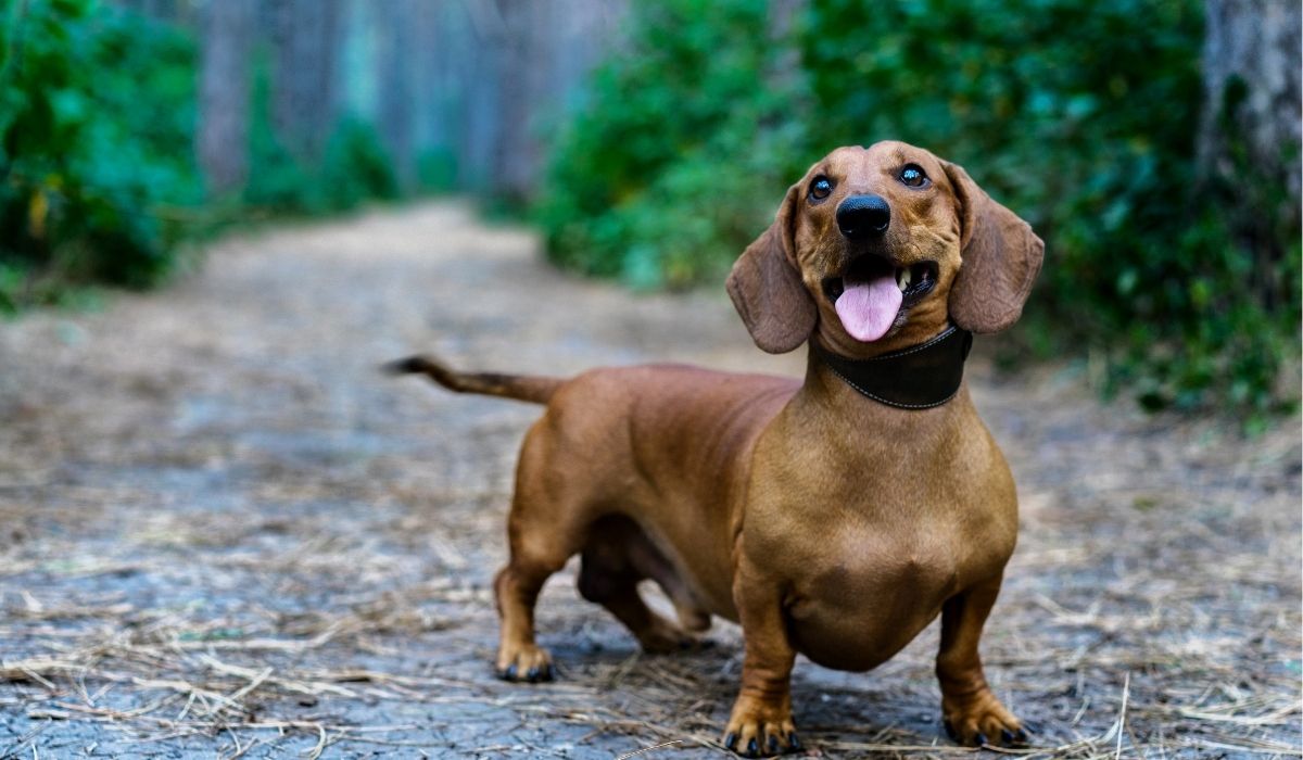Väikesed koeratõud - 20 Kõige populaarsemat tõugu