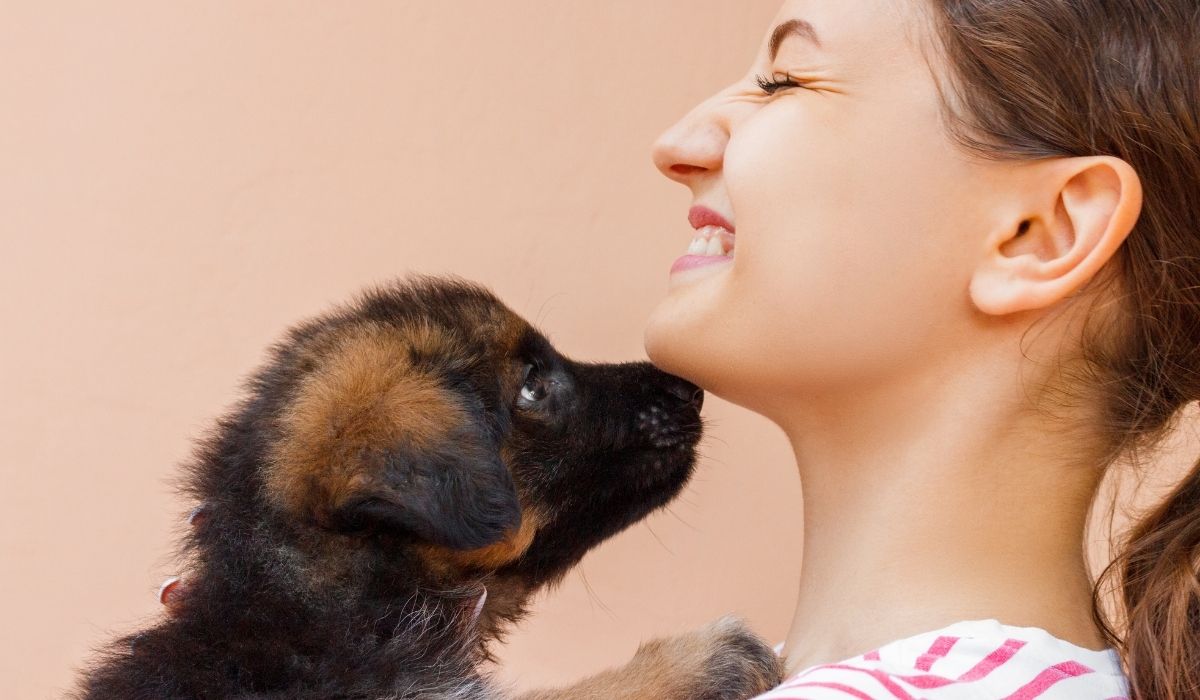 Saksa lambakoer - Kõik mida peaksid teadma - infoViking