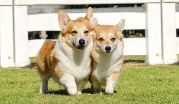 Pembroke’i Walesi corgi: aktiivne, sportlik ja intelligentne - infoViking