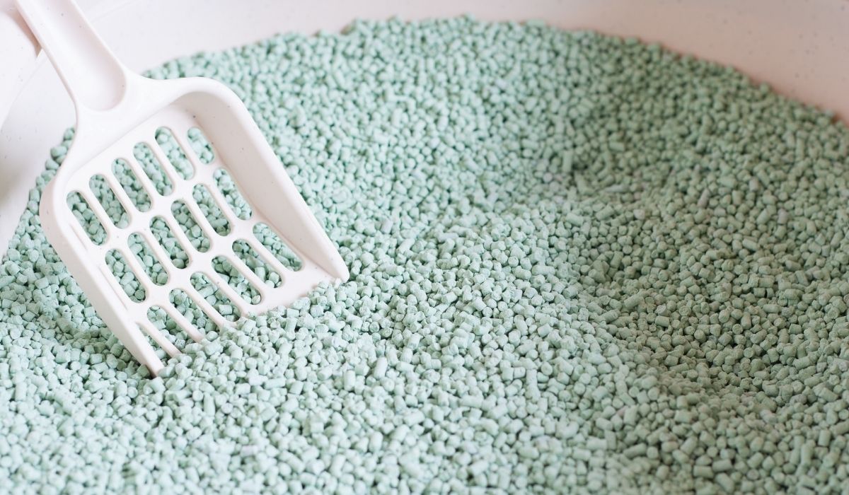 Kuidas valida parim kassiliiv? - infoViking