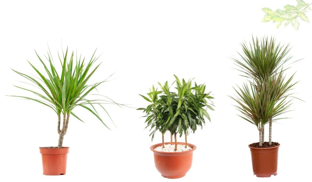 Pimedust taluvad toataimed – sobilikud ka laisale omanikule - infoViking