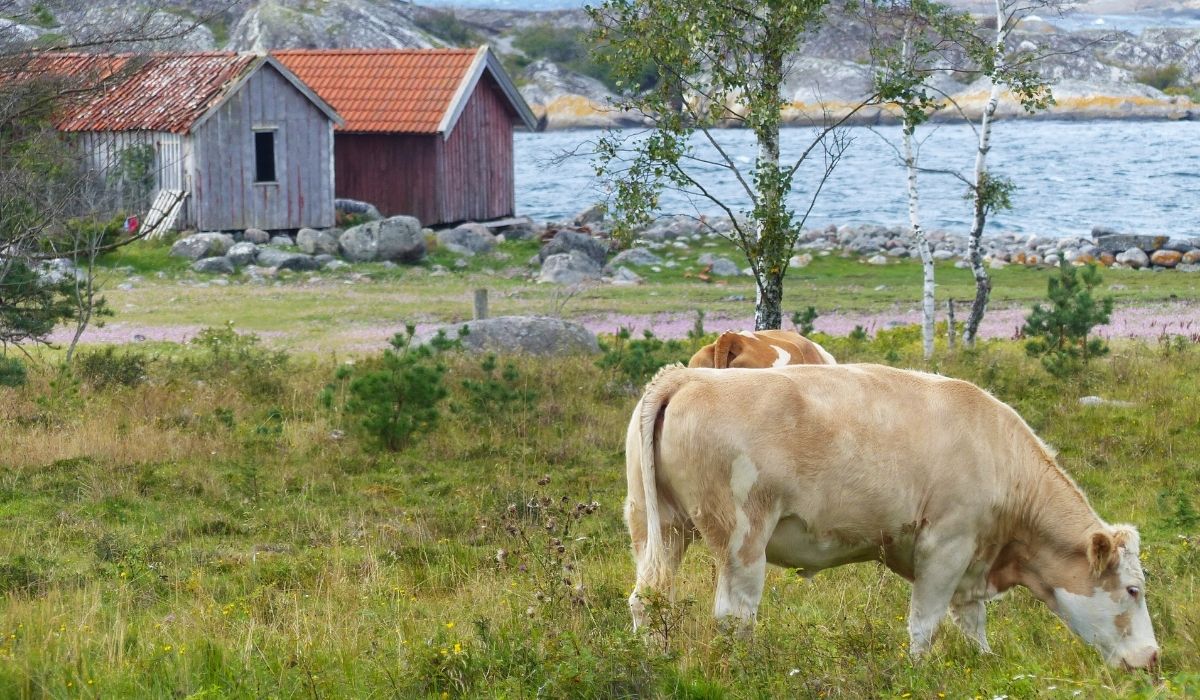 Rootsi vaatamisväärsused: 15 kohta Skandinaavia poolsaarel - infoViking